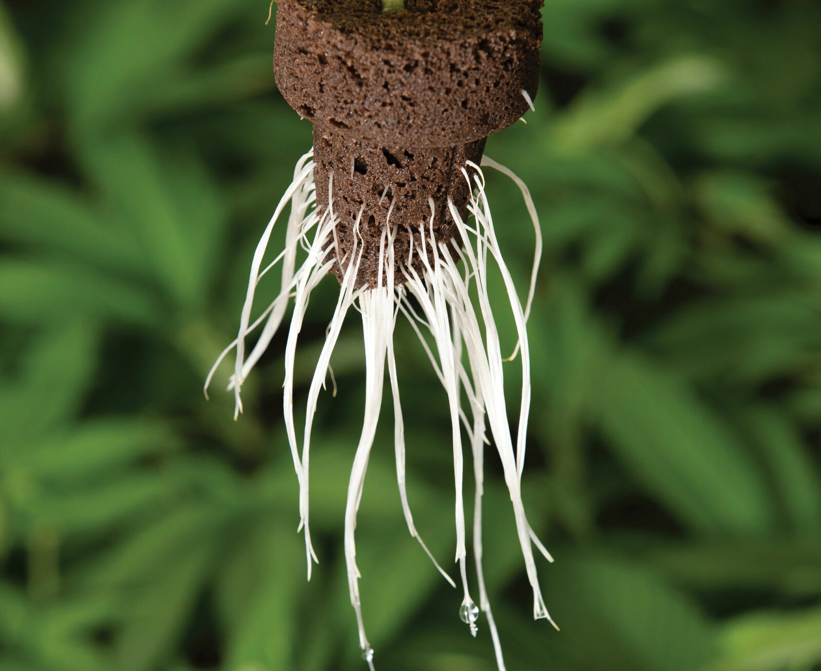 Ezclone Propagator Pro - Available as Single or 65Pk