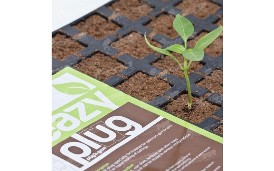Eazy Plug Propagation Coco Medium